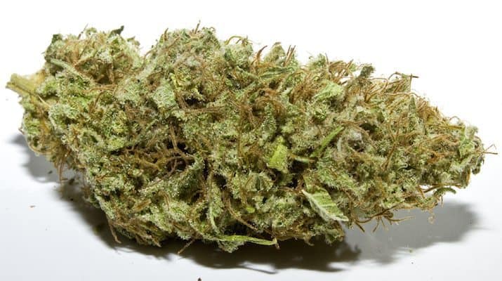 Great White Shark Marijuana - Healing Empire