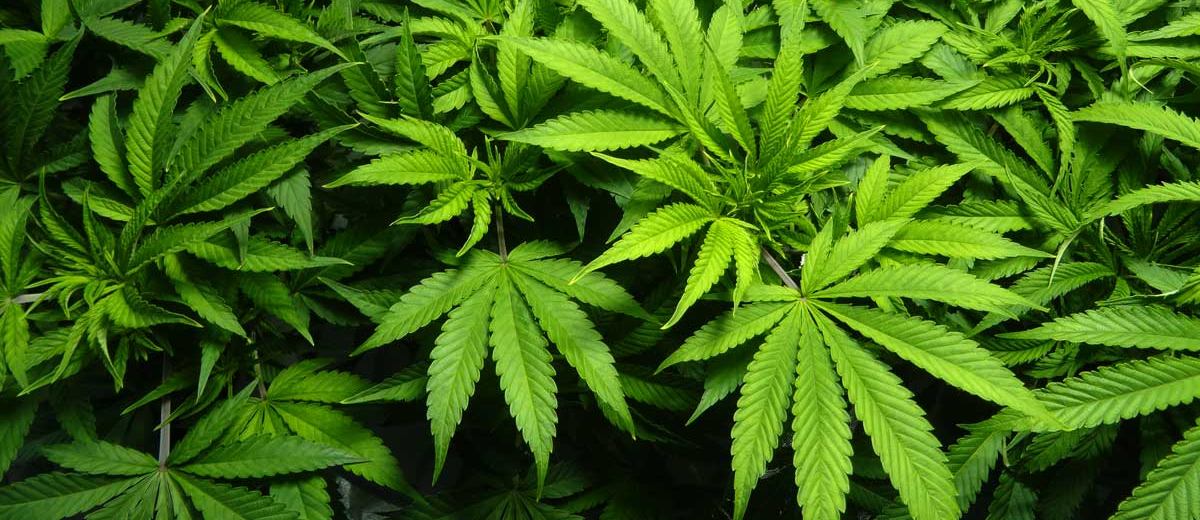 The Health Benefits of Cannabis - Healing Empire