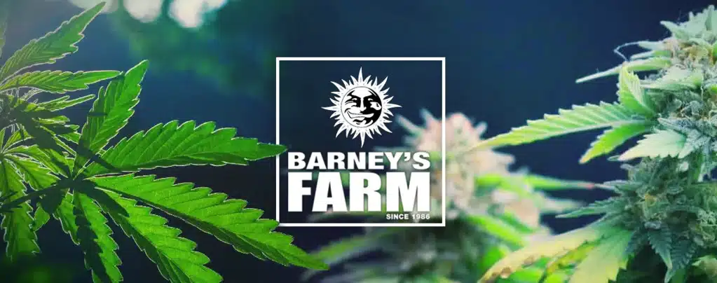Barney's Farm: The History of a Legendary Cannabis Seed Bank - Healing ...