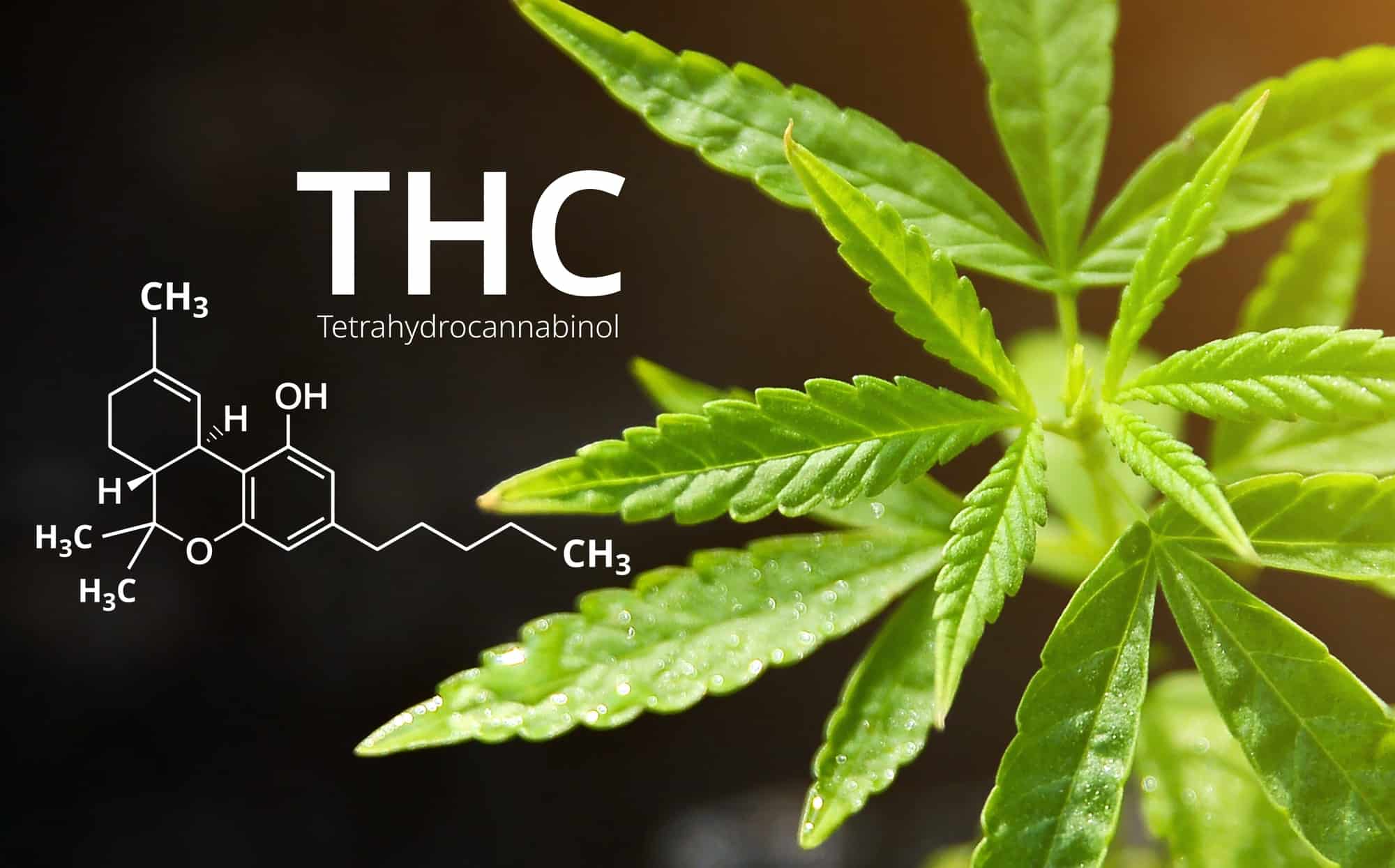 Understanding the Different Types of THC and How They Affect You ...