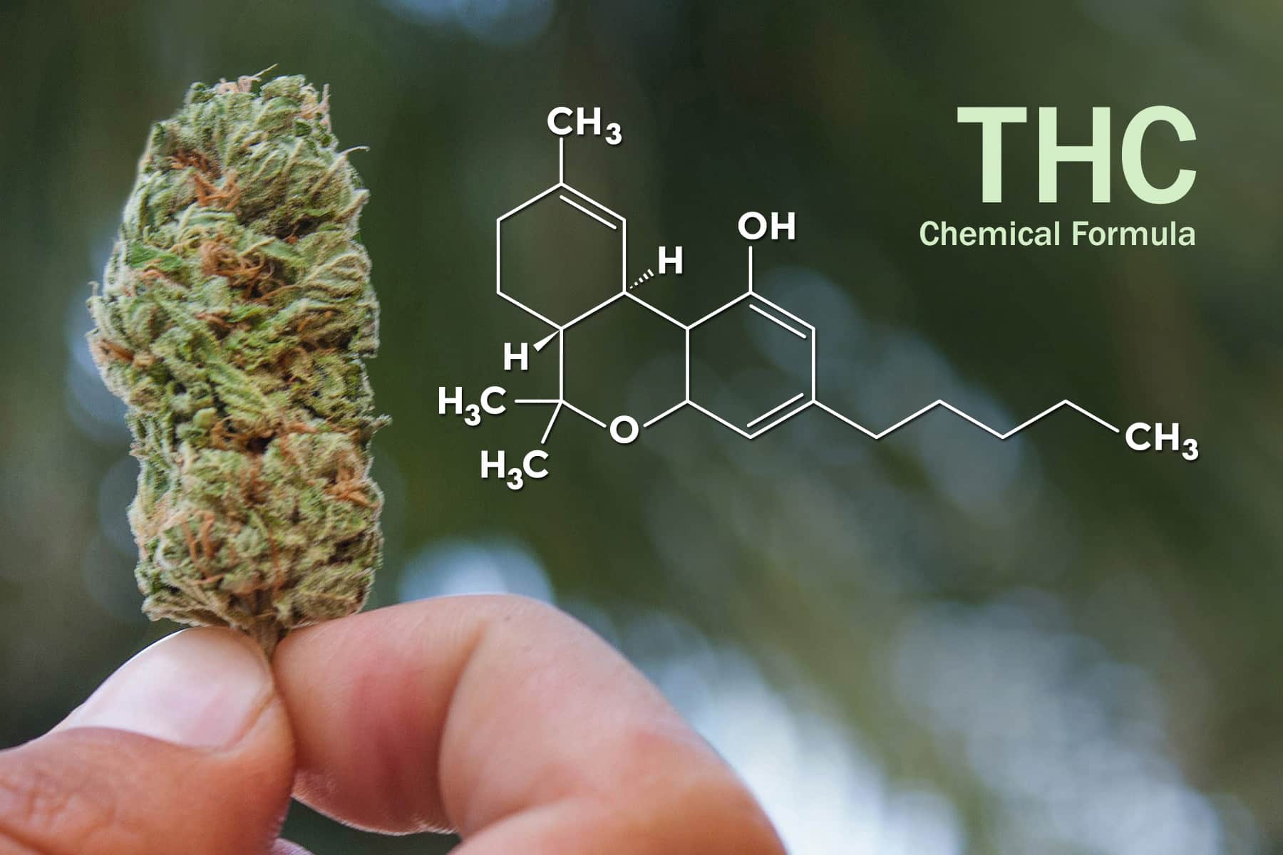 Decoding THC: Unraveling the Effects of Delta-9, Delta-8, and More ...