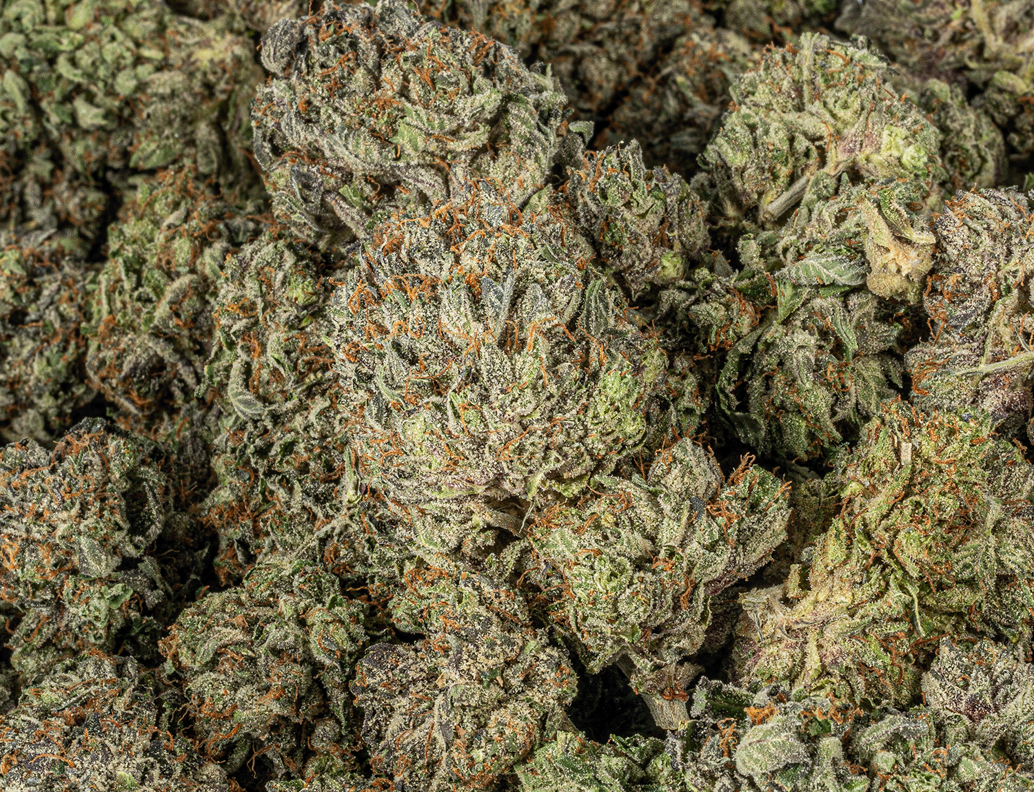 BC Legacy - Gangster Kush - Healing Empire
